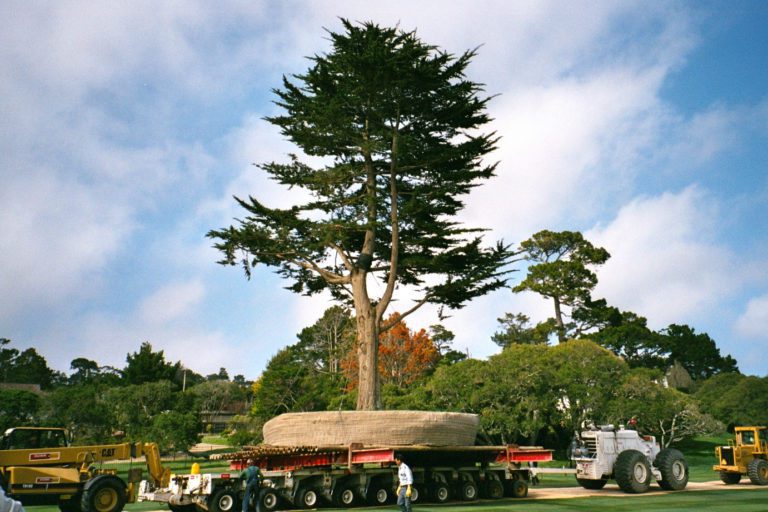 Specimen Tree Banking | Environmental Design Inc. | Professional Tree ...