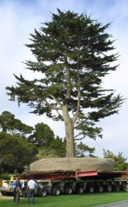 Pebble Beach - Treemover