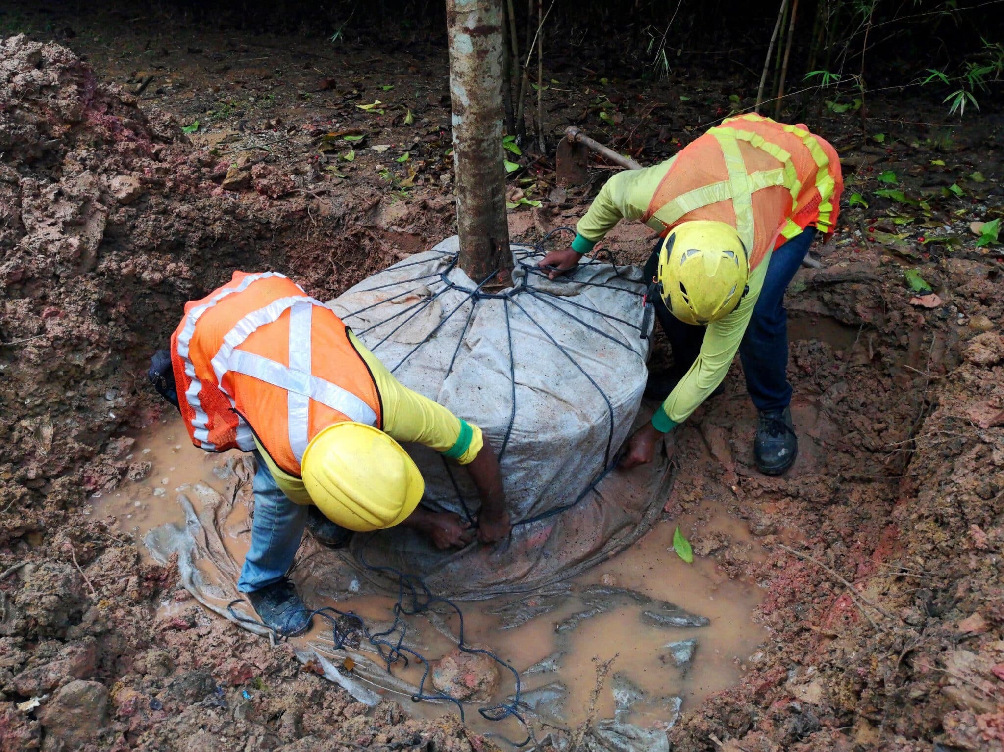 Tree Transplanting Archives - Treemover